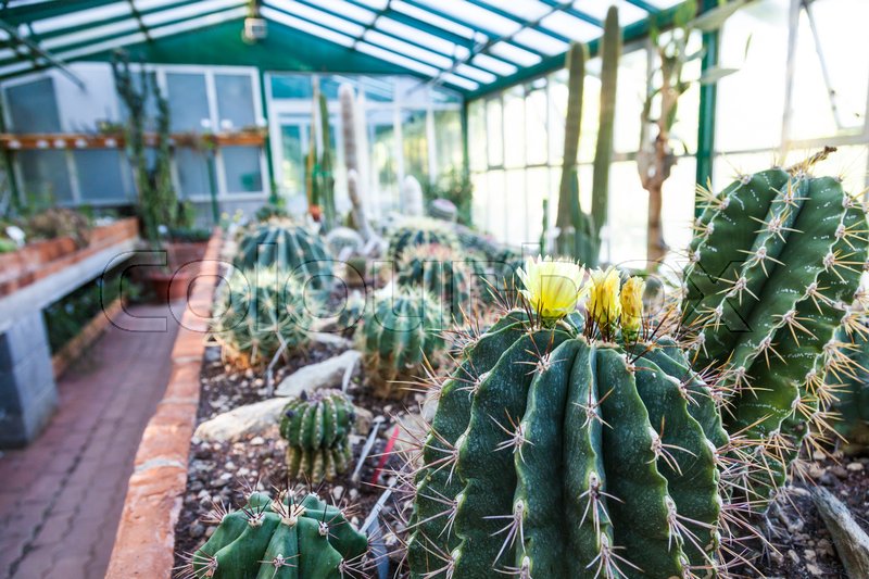 Interior of a cactus greenhouse; detail ... | Stock image | Colourbox