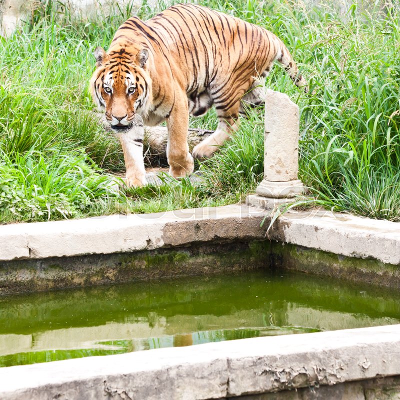 A hungry tiger looking for food in a ... | Stock image | Colourbox