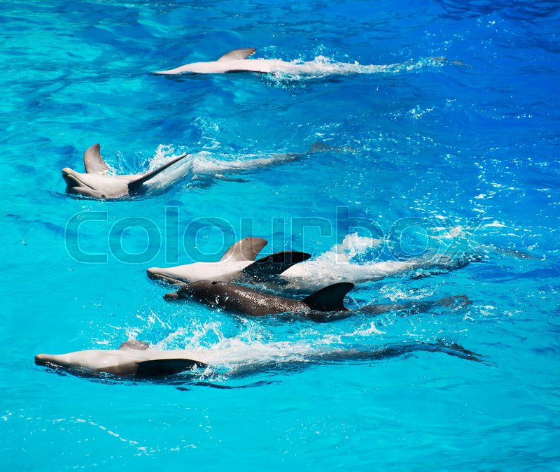 Five dolphins beautifully floating on ... | Stock image | Colourbox