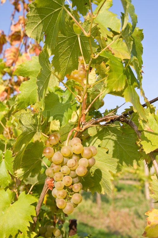 Bunch of ripe grapes on grapevine right ... | Stock Photo | Colourbox