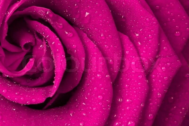 Nahaufnahme von rosa Rose | Stock Bild | Colourbox