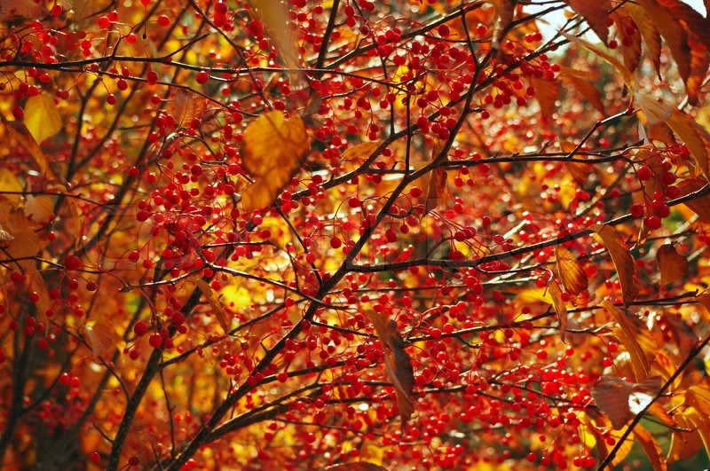 Autumn Rowan's Instagram, Twitter & Facebook on IDCrawl
