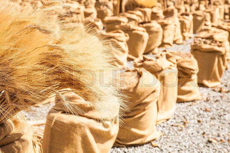 Wheat sacks during a sunny day in a ... | Stock image | Colourbox