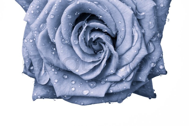 Blue rose petals close up | Stock image | Colourbox