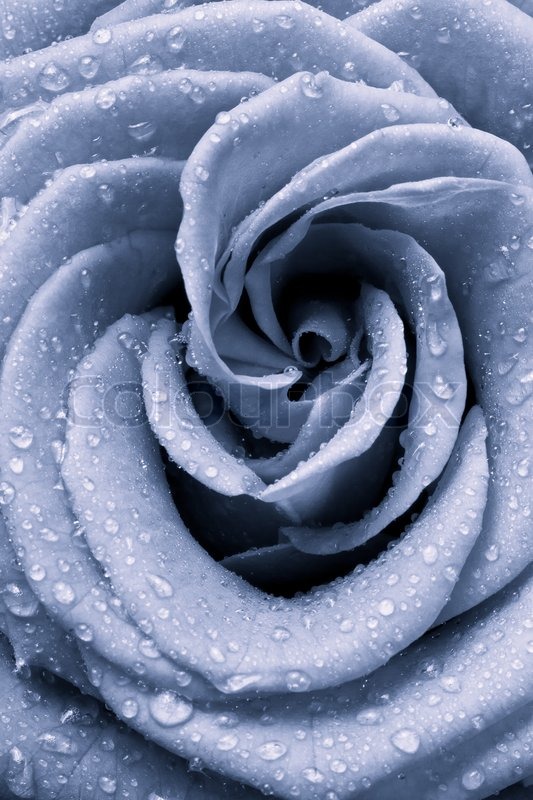 Blue rose petals close up | Stock image | Colourbox