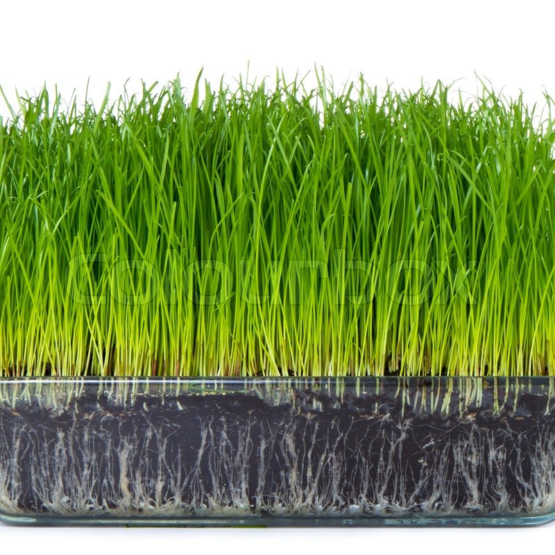 Gras mit Erde isoliert auf weiß | Stock Bild | Colourbox
