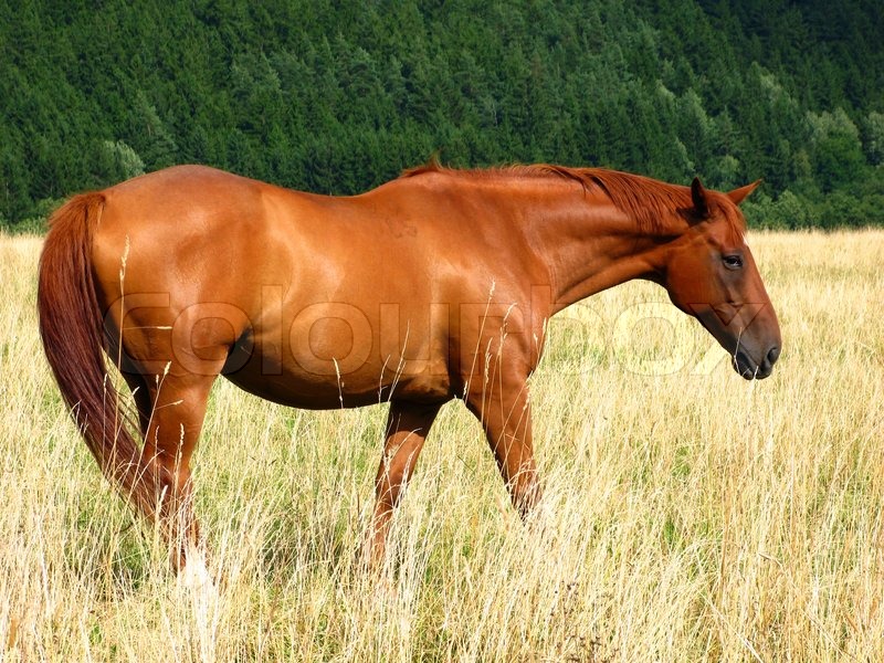 Braunen | Stock Bild | Colourbox