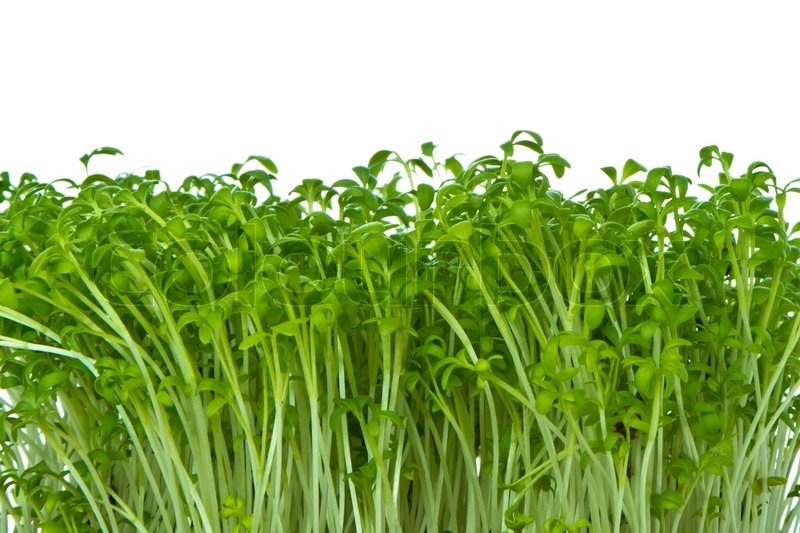 Karse isoleret på hvid baggrund | Stock foto | Colourbox