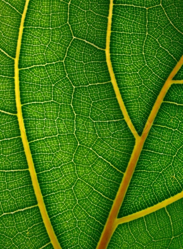 Leaf detail | Stock image | Colourbox
