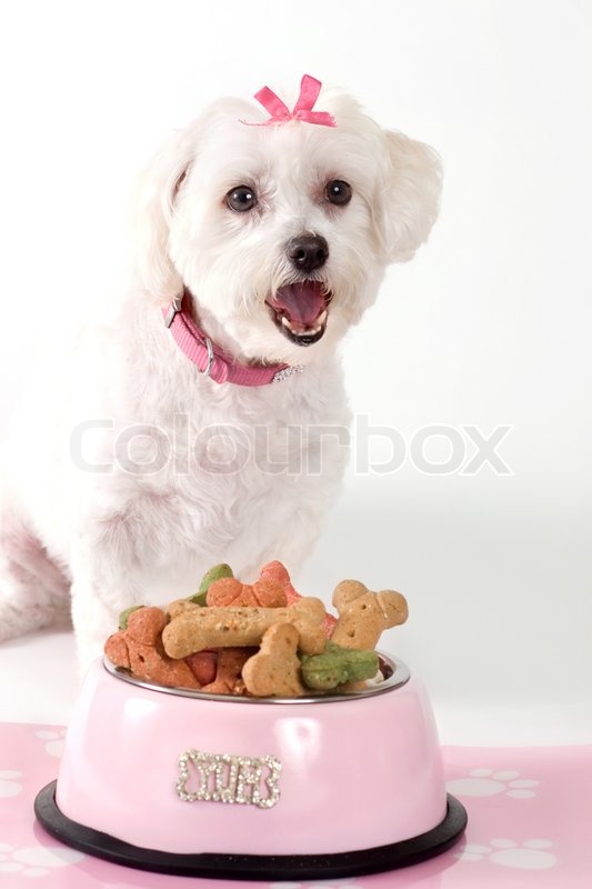 "Dog barking in front of bowl of food" | Stock image | Colourbox