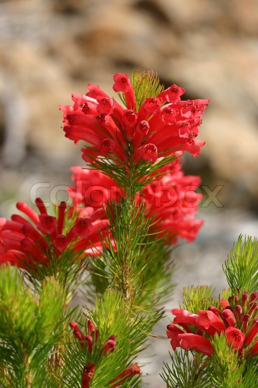 Closeup of the red tubular flowers of ... | Stock Photo | Colourbox