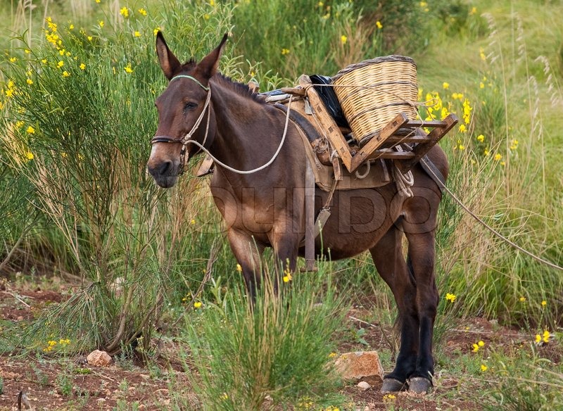 Mule in the mountains, Sicily | Stock image | Colourbox