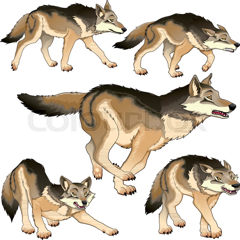 Group of isolated wolves. Vector ... | Stock vector | Colourbox