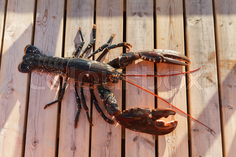Fresh lobster lying on sundeck. outside ... | Stock image | Colourbox