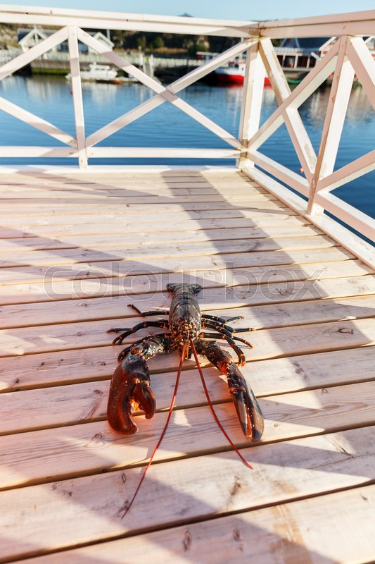 Fresh lobster lying on sundeck. outside ... | Stock image | Colourbox