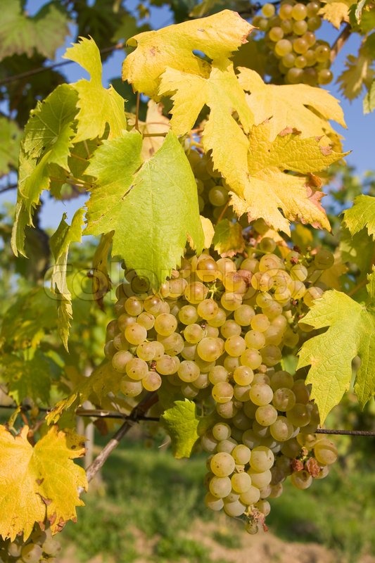 Haufen von reifen Trauben am Weinstock ... | Stock Bild | Colourbox