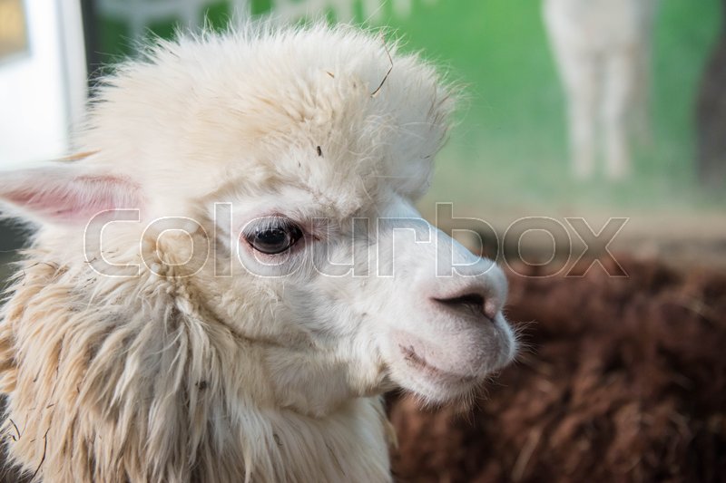 White Alpaca Face