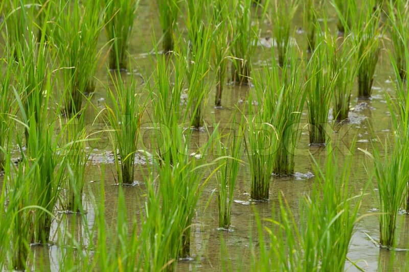 Rice field in early stage | Stock Photo | Colourbox
