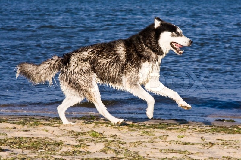 Husky running on the beach | Stock image | Colourbox