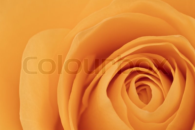 Close up of orange rose petals | Stock image | Colourbox