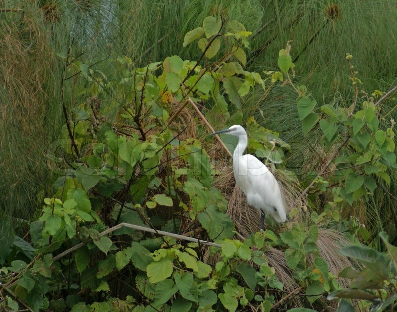 Little egret seen in Africa | Stock image | Colourbox