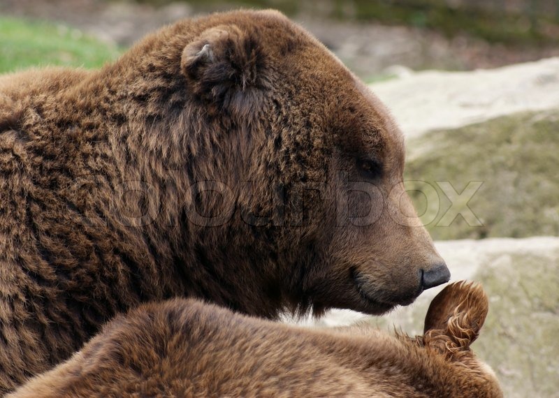 Sideways portrait of a Brown Bear | Stock image | Colourbox