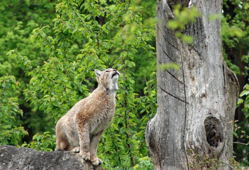 Eurasian Lynx ready to jump | Stock image | Colourbox