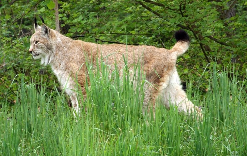 Sideways shot of a Eurasian Lynx partly ... | Stock image | Colourbox