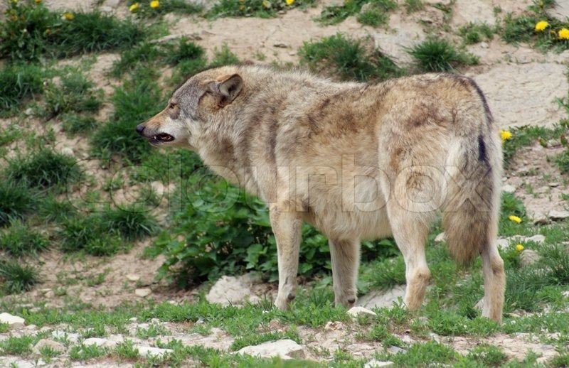 Gray wolf in natural back | Stock image | Colourbox