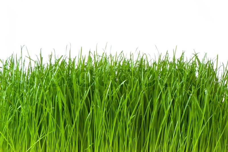 Spring grass isolated on white | Stock image | Colourbox