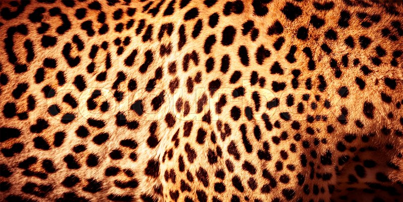 Beautiful leopard skin background, ... | Stock image | Colourbox