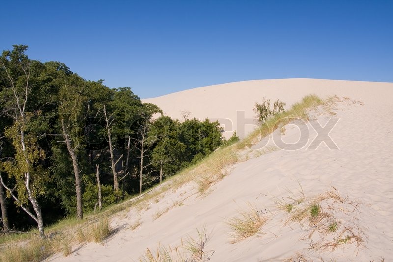Sand dunes eating up forest | Stock image | Colourbox