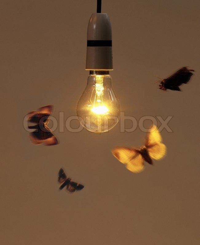 Bulb with moth | Stock image | Colourbox