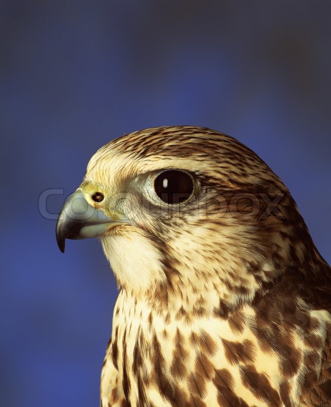 Beautiful falcon | Stock image | Colourbox