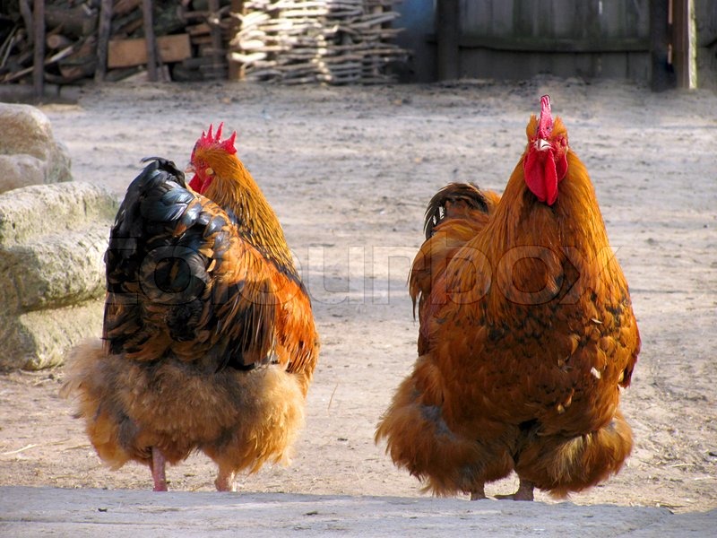 Henne und Hahn in einem Hühnerhof | Stock Bild | Colourbox