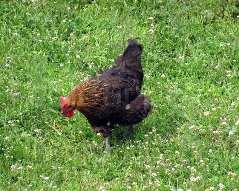 Hen in grass | Stock image | Colourbox