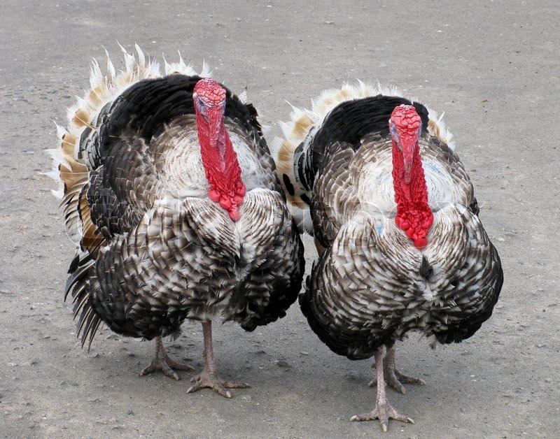 Couple of turkeys | Stock image | Colourbox