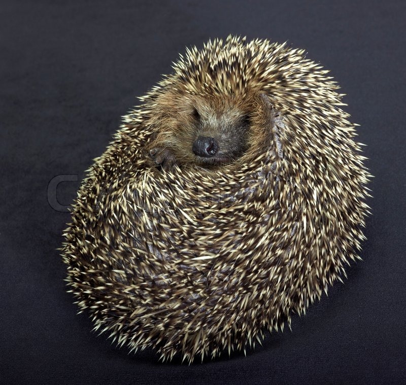 Igel | Stock Bild | Colourbox
