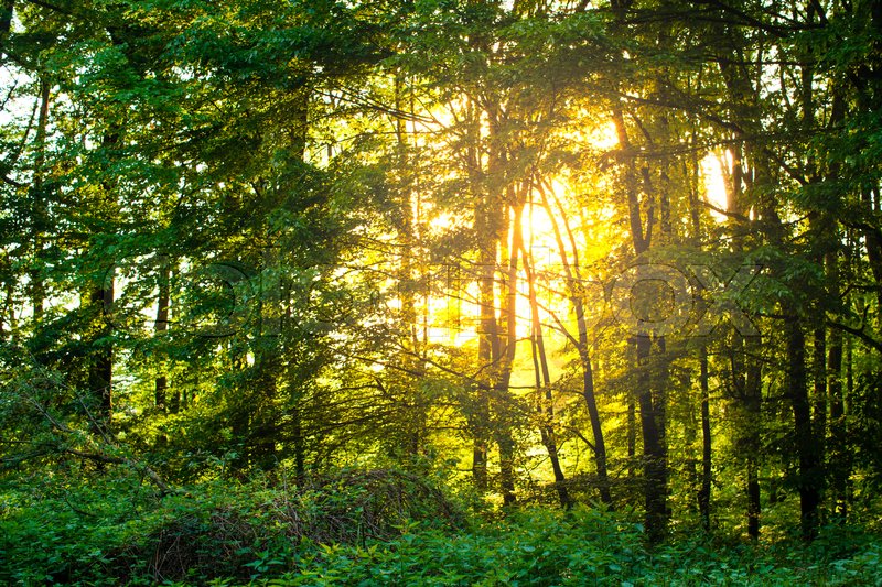 Sunlight through the lush forest ... | Stock image | Colourbox