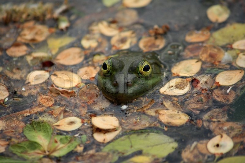 "Frog hides in the river" | Stock image | Colourbox
