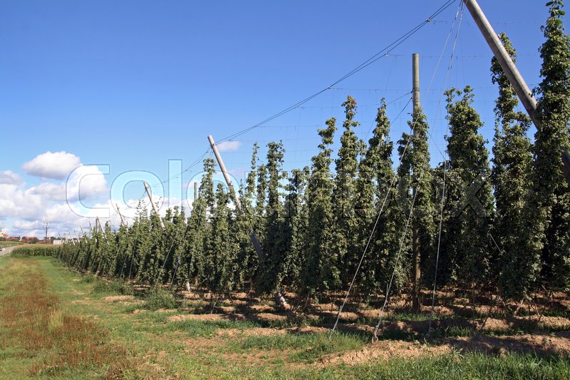 Hopfenanbau in der Holledau. ... | Stock Bild | Colourbox