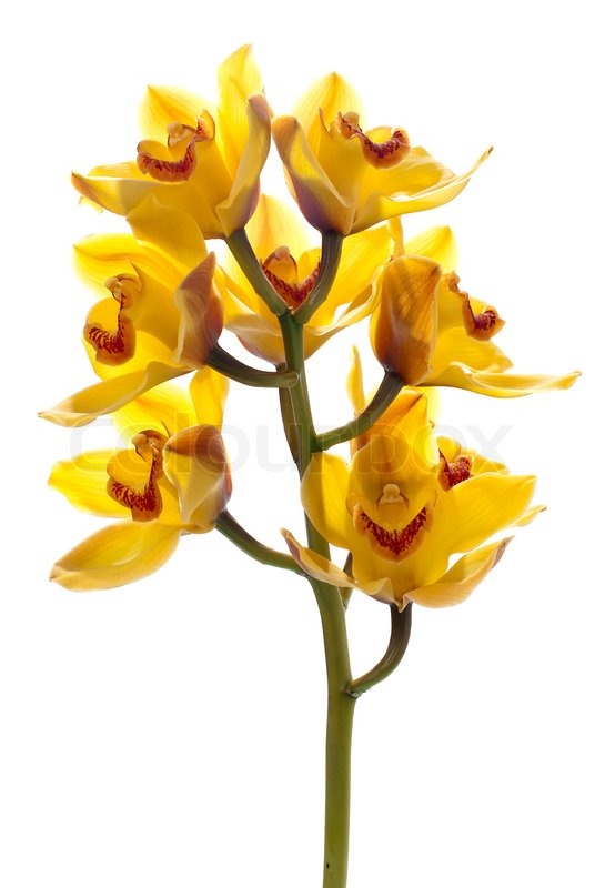 Fresh bright yellow orchid isolated on ... | Stock image | Colourbox