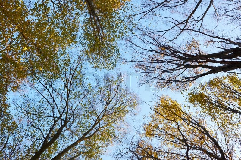 Crown of different autumn trees against ... | Stock image | Colourbox