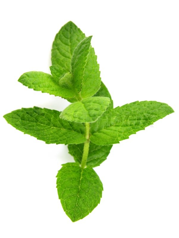 Branch of mint in closeup | Stock image | Colourbox