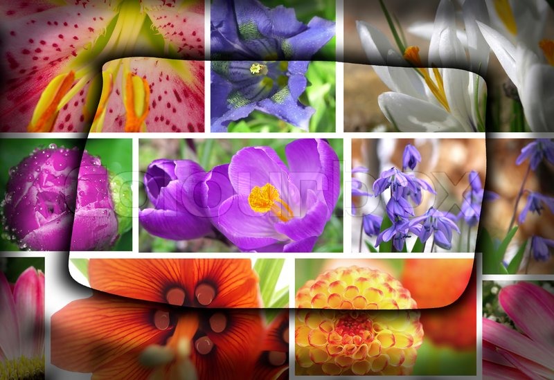 Spring collage flowers - | Stock image | Colourbox