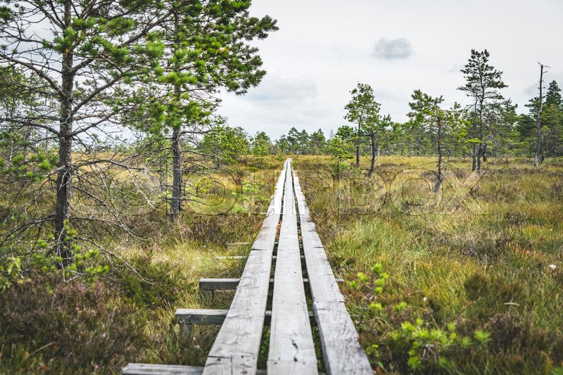 Natur sti lavet af planker går igennem ... | Stock foto | Colourbox