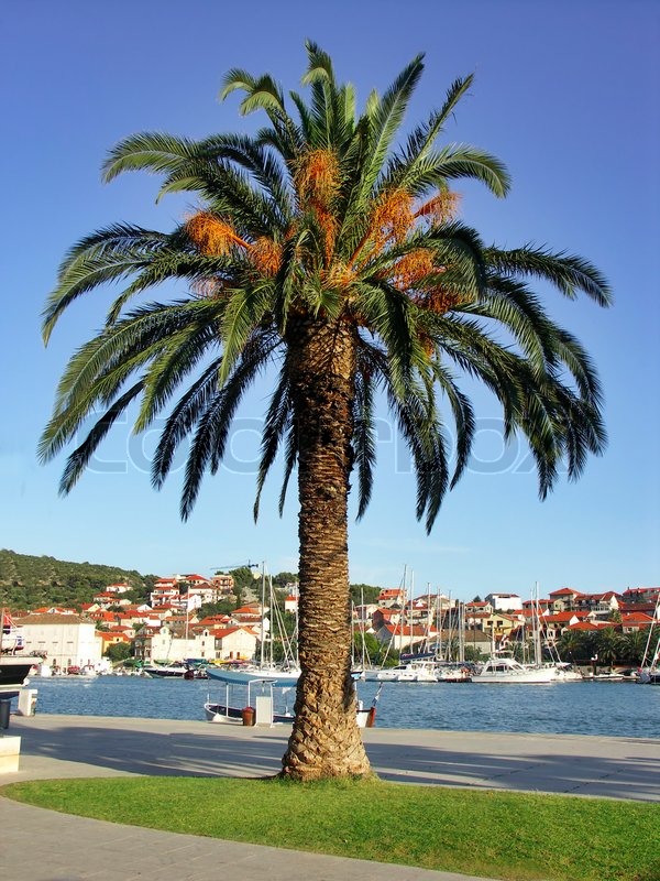 Kroatien - Palme mit Früchten in einer ... | Stock Bild | Colourbox