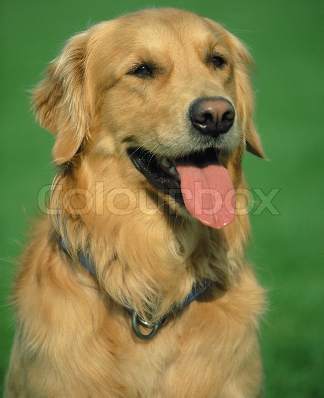Head shot of Golden Retriever looking ... | Stock image | Colourbox