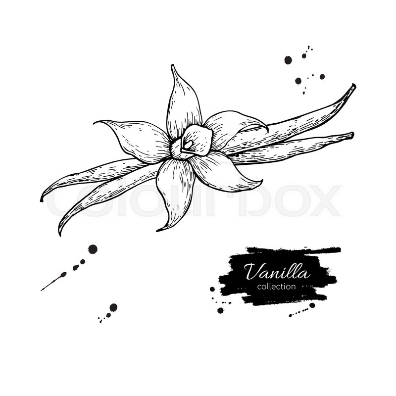 Vanilla Bean Drawing