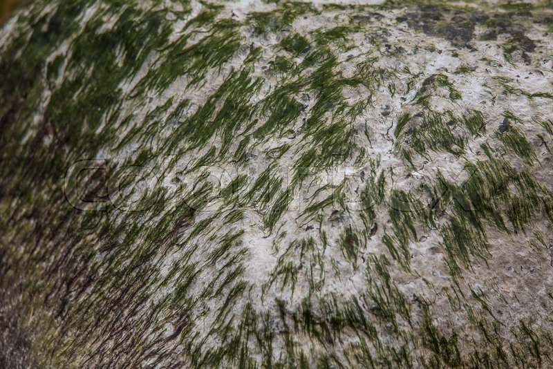 Bright green moss growing on a sea ... | Stock Photo | Colourbox
